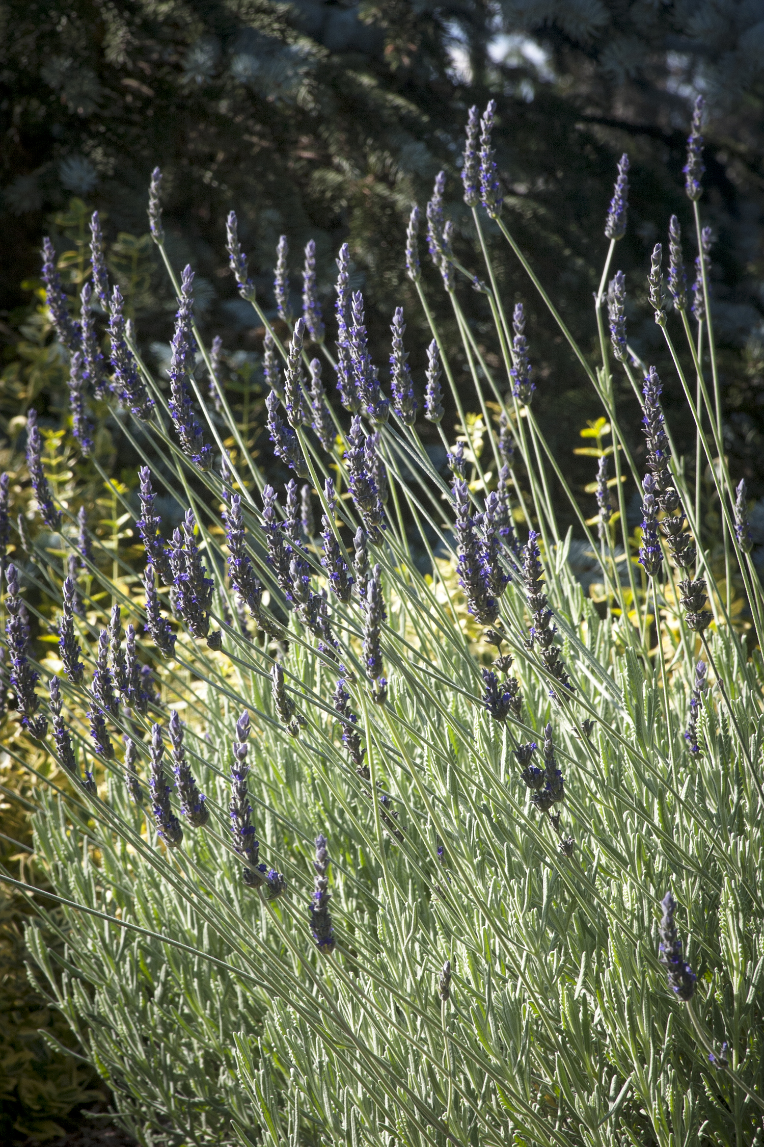 Goodwin Creek Gray Lavender - Monrovia - Goodwin Creek Gray Lavender