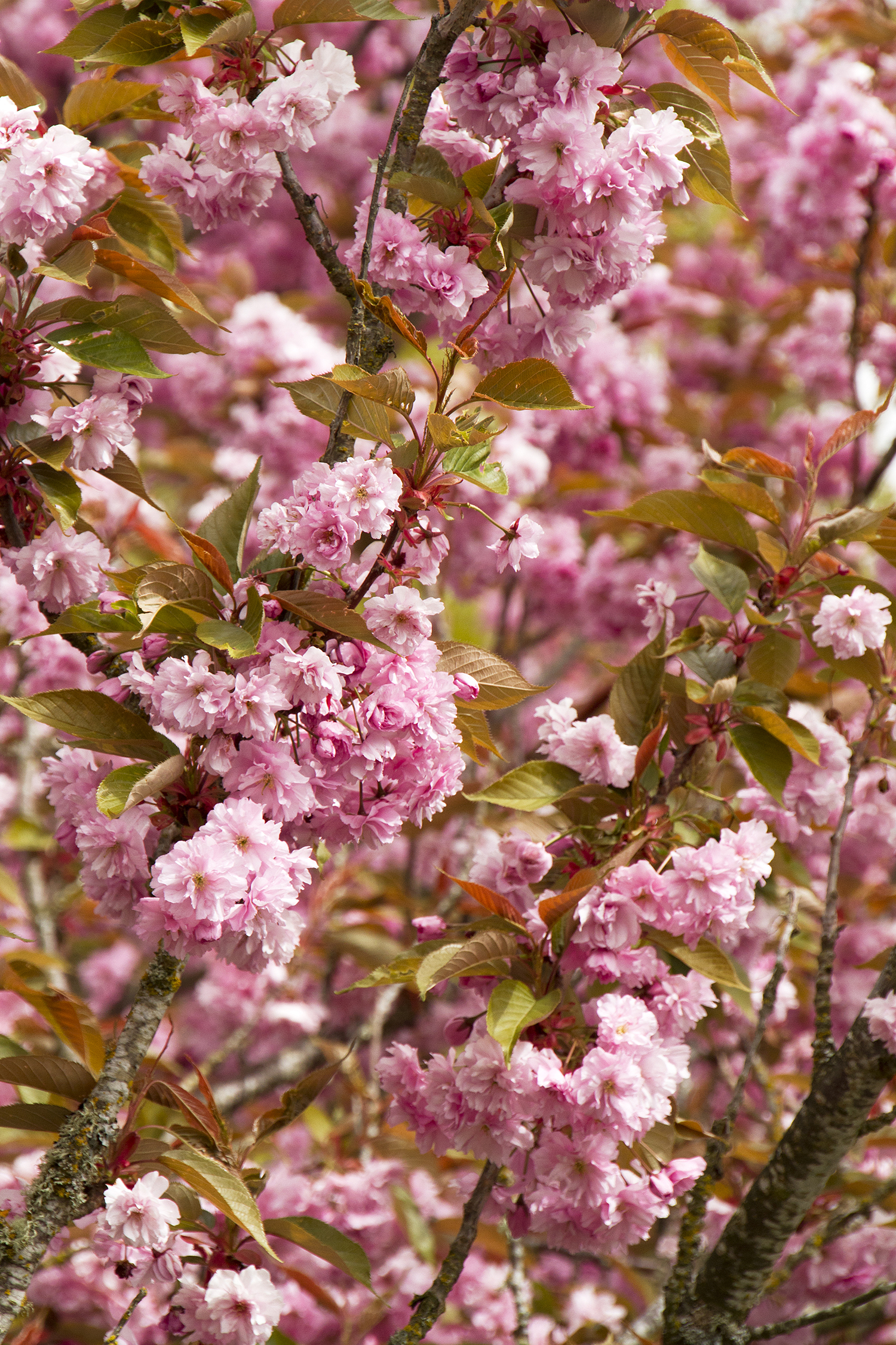 Prunus Serrulata Kwanzan Pink Flowering Cherry | Best Flower Site