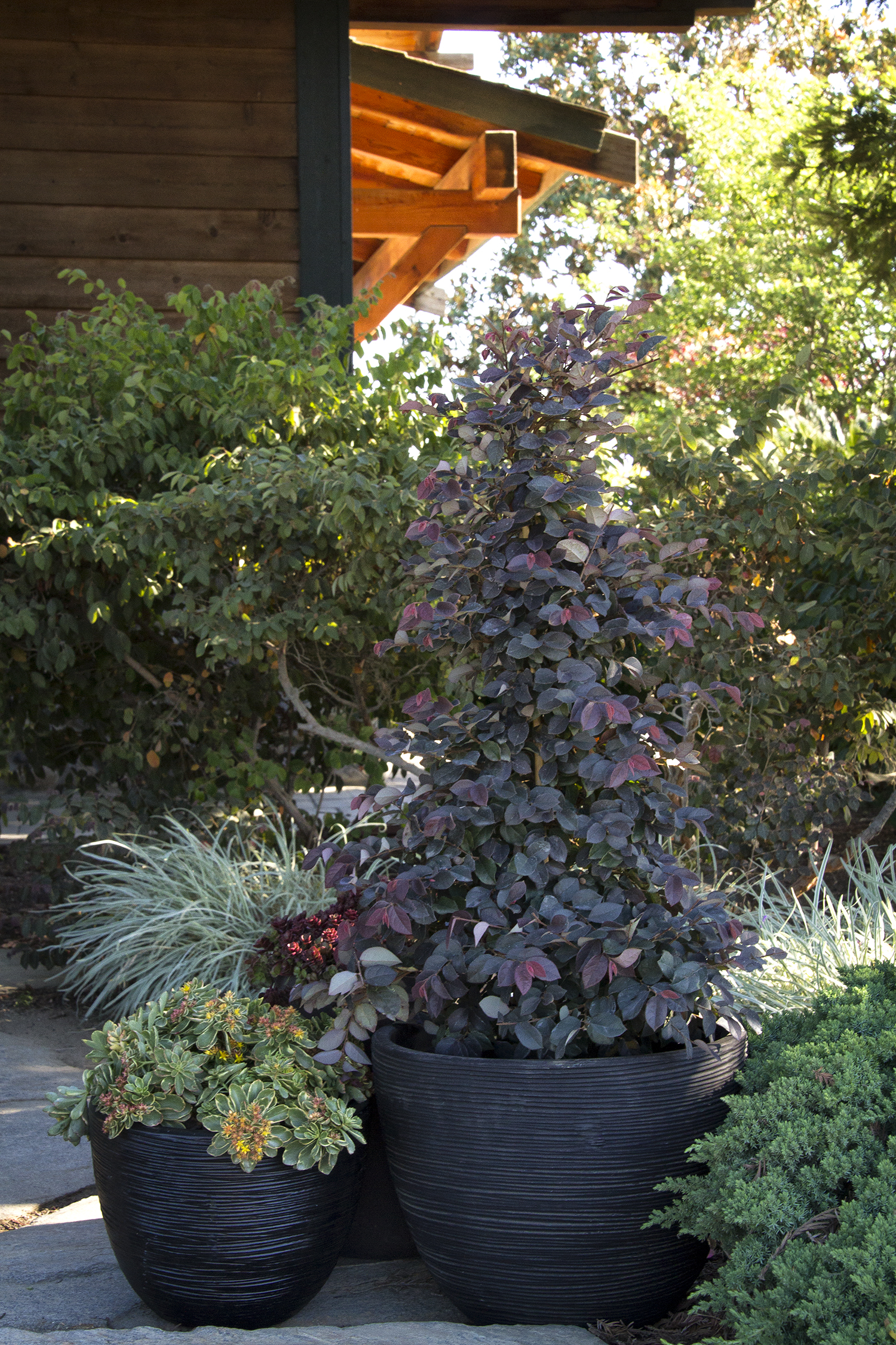 Crimson Fire Fringe Flower | Best Flower Site